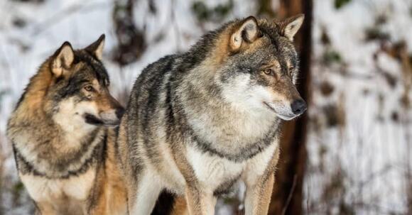 Could an Unarmed Human Beat a Wolf? - NewsBreak