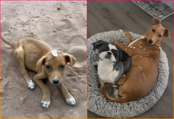 Rescue Dog That Looks Like Bambi Goes Viral for Her Stunning ...