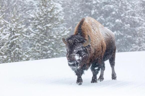 Which Bison Personality Matches Your Work Ethic? - NewsBreak