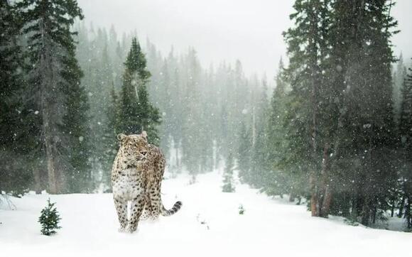 10 Incredible Facts About Snow Leopards That Explain Their Mystery ...