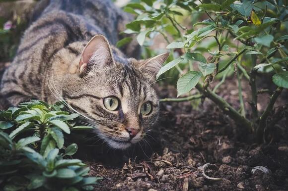 9 Unexpected Benefits of Allowing Your Cat to Explore Outdoors Safely ...