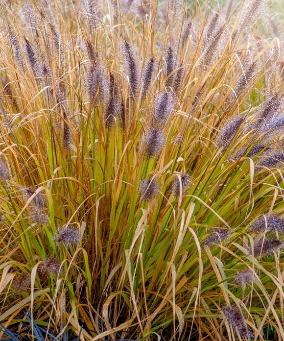 The art of the autumn border – how to create fall color, texture and ...