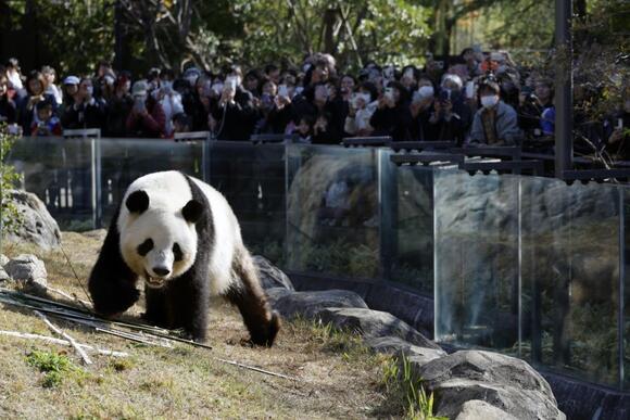 Japan says goodbye to its last 2 giant pandas - NewsBreak