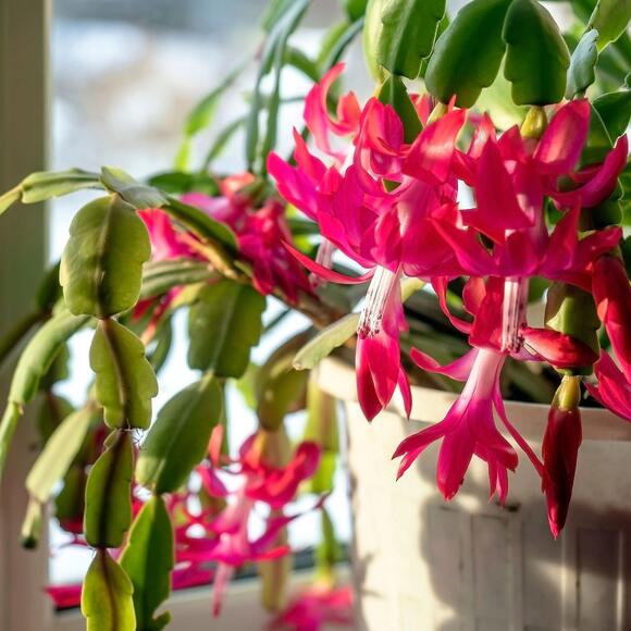 What to Do With Your Christmas Cactus After It Flowers to Get a Second ...