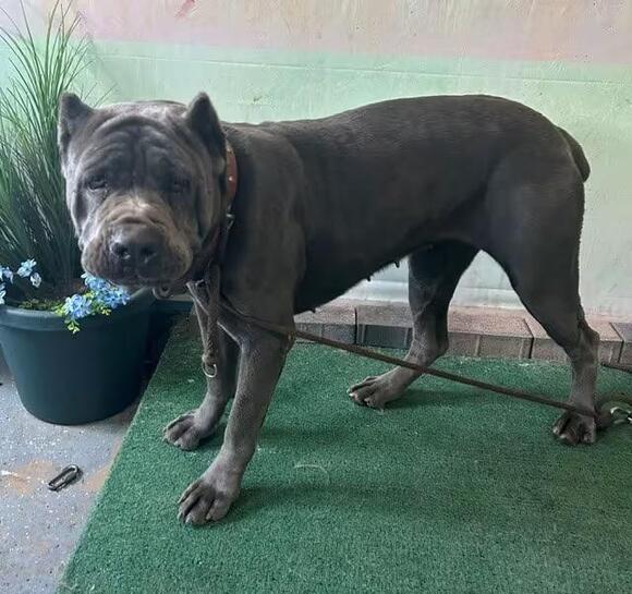 🐶 Playful, Loyal & Loving Dogs Ready for Adoption in Baldwin Park ...