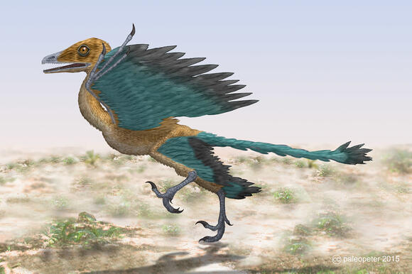 Feathers Before Flight? The Strange Case of Dino Plumage - NewsBreak