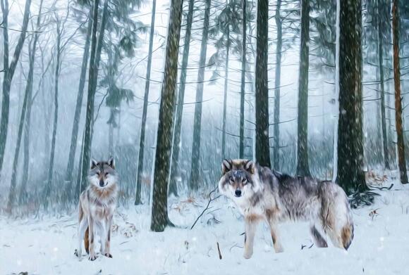 Top 10 States With The Most Wolves - NewsBreak