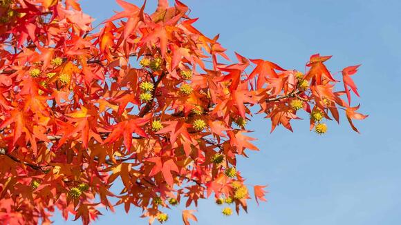 10 Beautiful Trees That Steal The Show In Autumn - NewsBreak