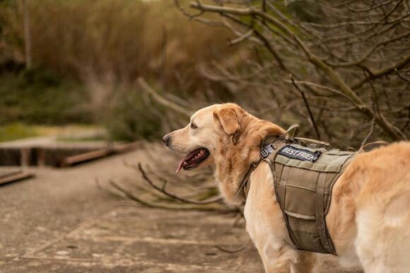 AI Beats Humans at Picking Future Service Dogs - NewsBreak