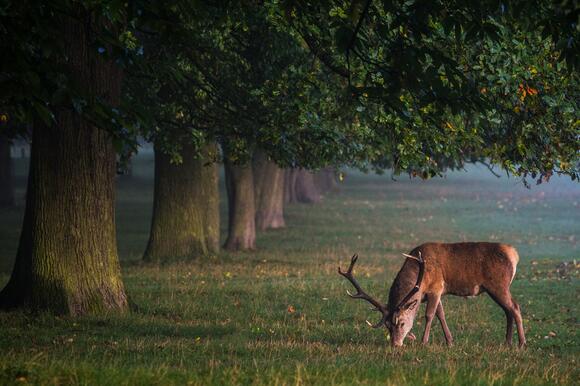12 Reasons Why Big Cats Are Essential to the Ecosystem - NewsBreak