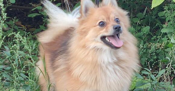 10 Little-Known Truths About The Volpino Italiano - NewsBreak