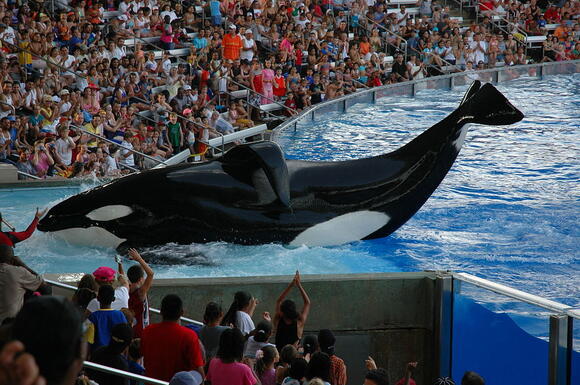 The Story of Tilikum: The Orca Who Changed the Conversation on Animal ...