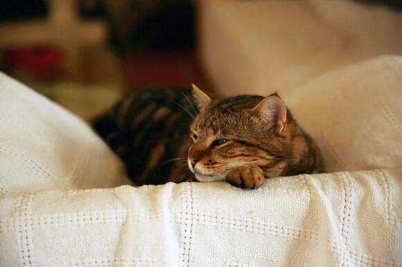 Why Your Cat Sits in the Sink (and What to Do About It) - NewsBreak