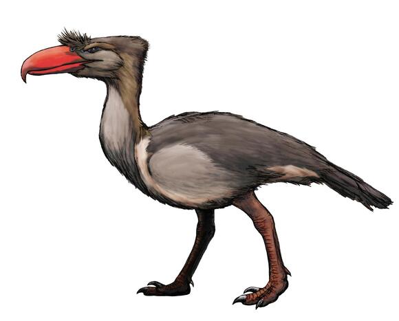 Meat-eating terror birds could grow up to 10 feet tall - NewsBreak