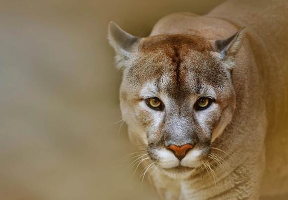 Could Rewilding Apex Predators Actually Reduce Human Conflict? - NewsBreak