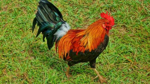 Why Roosters Crow at Sunrise (and All Day Long) - NewsBreak