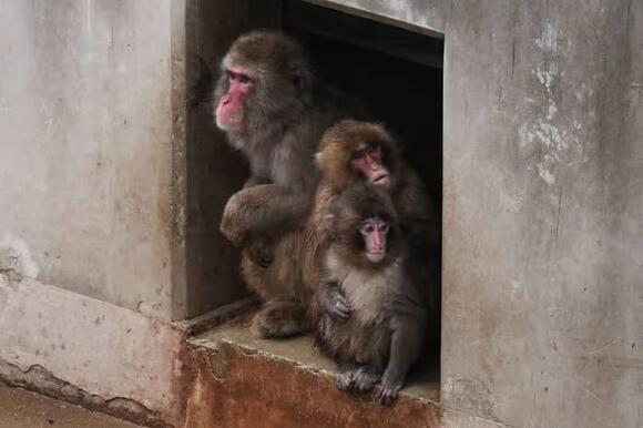 Horror as boy, 7, killed by vicious pet monkey after suffering ...