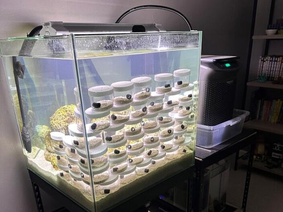 Terrance the octopus came to live with a family. Then she laid dozens ...