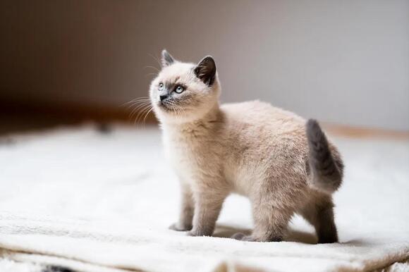 10 Surprising Reasons Why Your Cat Follows You Everywhere (It’s Not ...