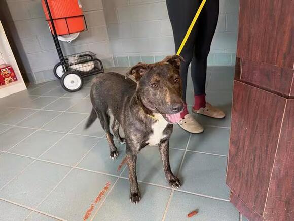 🐶 Playful, Loyal & Loving Dogs Ready for Adoption in Nashville - NewsBreak