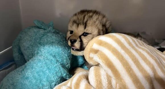 Cheetah cub, an ‘only child,’ is moved into ‘foster family’ to increase ...