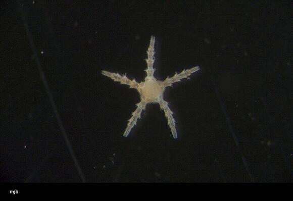 How One Scientist’s Obsession Uncovered the Ocean’s Hidden Architects ...