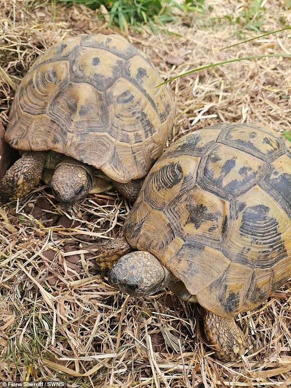 A tortoise missing for eight months is found... 300 yards away - NewsBreak