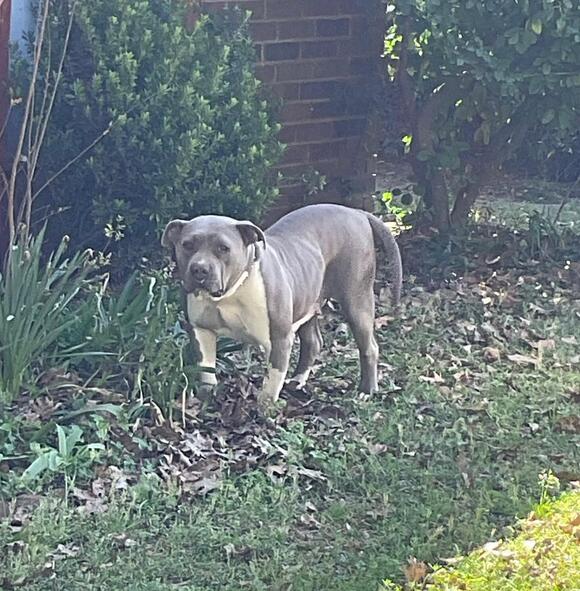 Dog found on Spring Lake Park Rd - NewsBreak