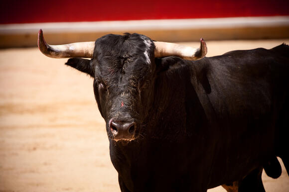 Bull Goring Victim Suffered 'Catastrophic Bleeding' Before Death ...