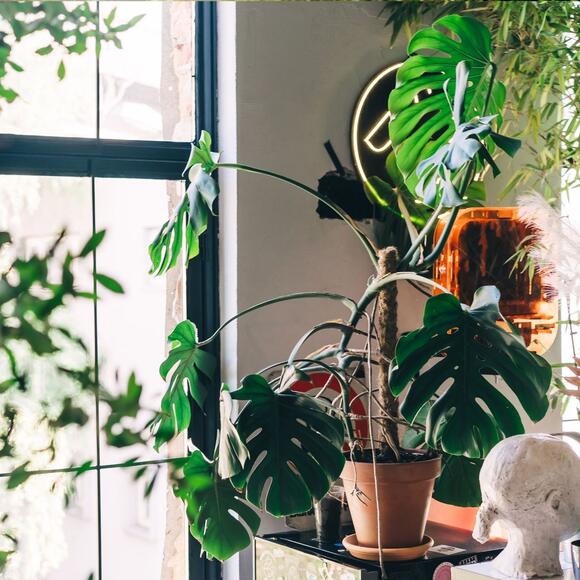 Say Hello to Your Birth Month Houseplant – and the Meaning Behind Each ...