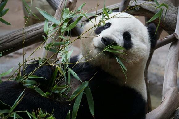 What’s Being Done to Protect the Giant Panda Today - NewsBreak
