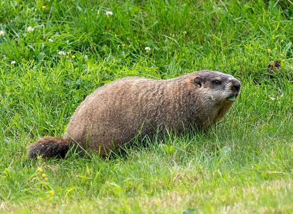 Fascinating Facts About Animals That Hibernate - NewsBreak