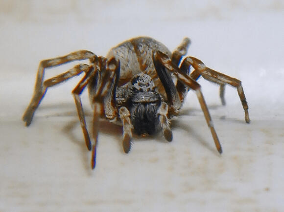 The Spiders in Your Toilet: A Deep Dive Into Australia’s Most Unwanted ...