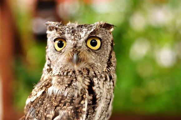 11 U.S. Owl Species and Where to Spot Them - NewsBreak