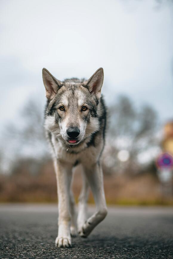 10 Myths About Wolves And 3 That Are Surprisingly True - NewsBreak