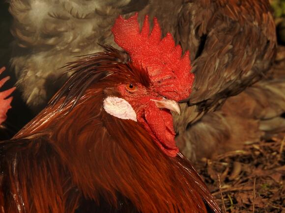 10 Common Chicken Behaviors and What They Mean - NewsBreak