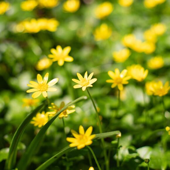 This Cheery Yellow Flower That Emerges in Early Spring May Look Cute ...