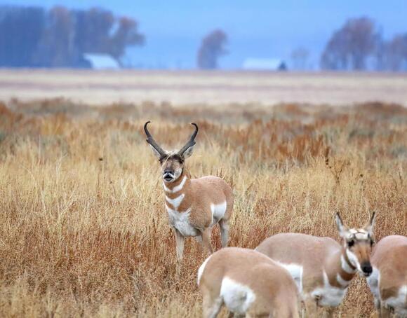 Battle of the behemoths: Wyoming’s bison kick off the rut - NewsBreak