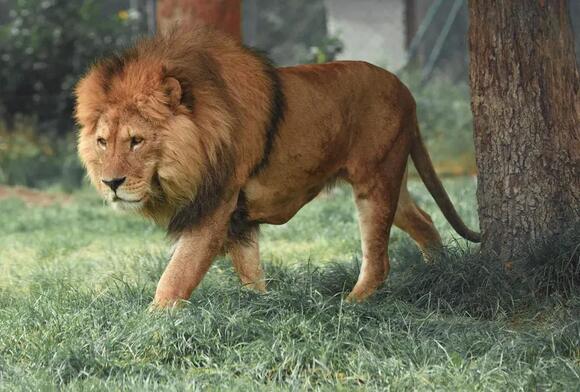 The Zodiac Signs That Share the Fierce Energy of a Lion - NewsBreak