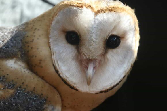 The Science Behind the Owl’s Asymmetrical Ears - NewsBreak