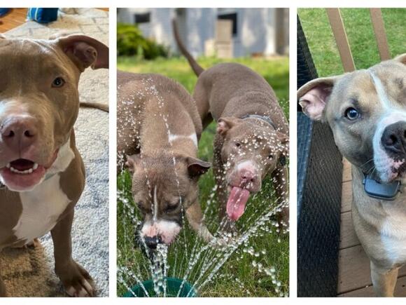 Family speaks out after 2 dogs found dead inside Town of East Troy home ...