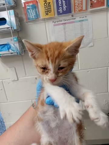🐱 Playful Kittens and Sweet Cats Ready for Adoption in San Bernardino ...