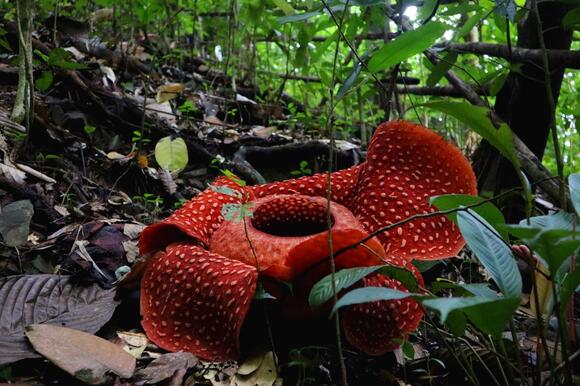 Why Malaysia’s Trees Explode (and It’s Not Even the Most Violent Plant ...
