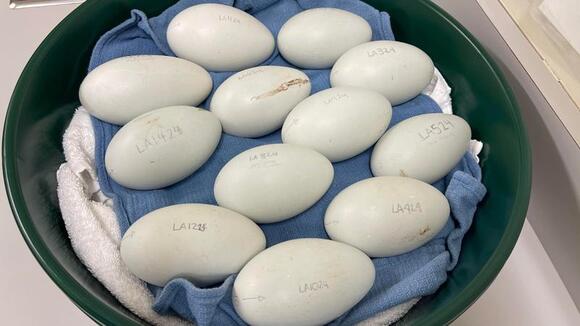 L.A. Zoo welcomes 5 Calif. condor hatchlings, more to come - NewsBreak