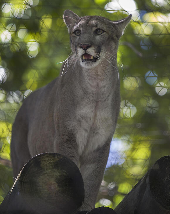 Could A Mountain Lion Be In Your Backyard In Connecticut? - NewsBreak