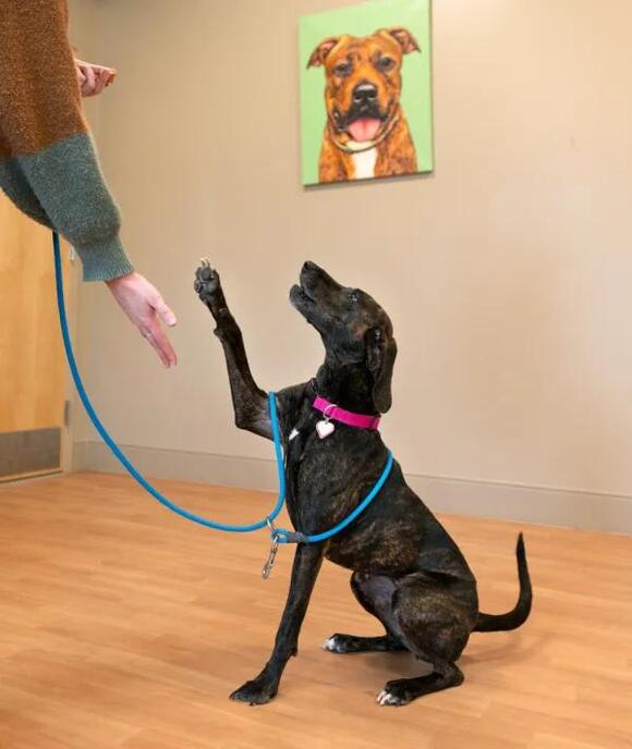 Unwanted dogs adopted during the pandemic are flooding Bangor’s animal ...