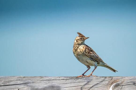 12 Breathtaking US State Birds You Probably Never Knew Existed - NewsBreak
