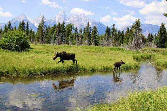 Gray Wolf Management In Colorado Under Federal Scrutiny - NewsBreak