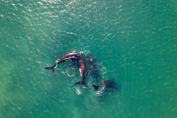 The DNA Blueprint: How the Bowhead Whale Easily Defeats the Diseases of ...