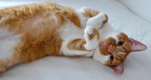 11 Quirky Cat Behaviors That Are Actually Signs of Deep Trust and ...
